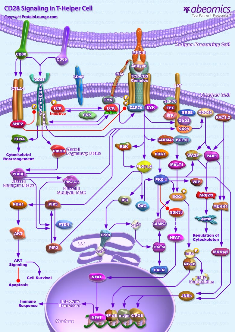 CD28 Signaling in T-Helper Cell